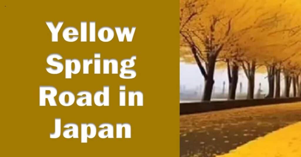 Is the Yellow Spring Road Japan Real? - Best Lagos Media Group